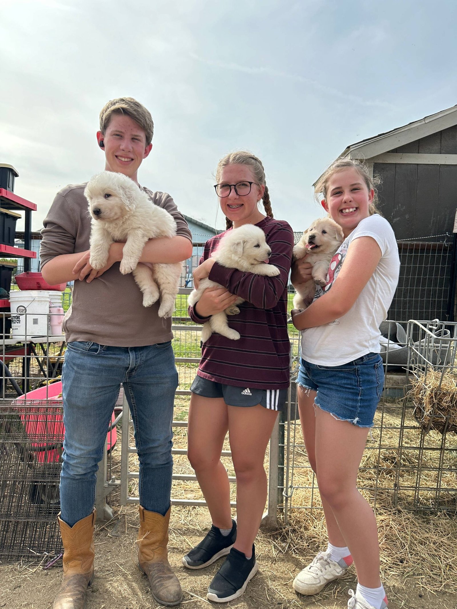 Puppies and babies, oh my! - Prancing Pony Farm Maremma Sheepdogs