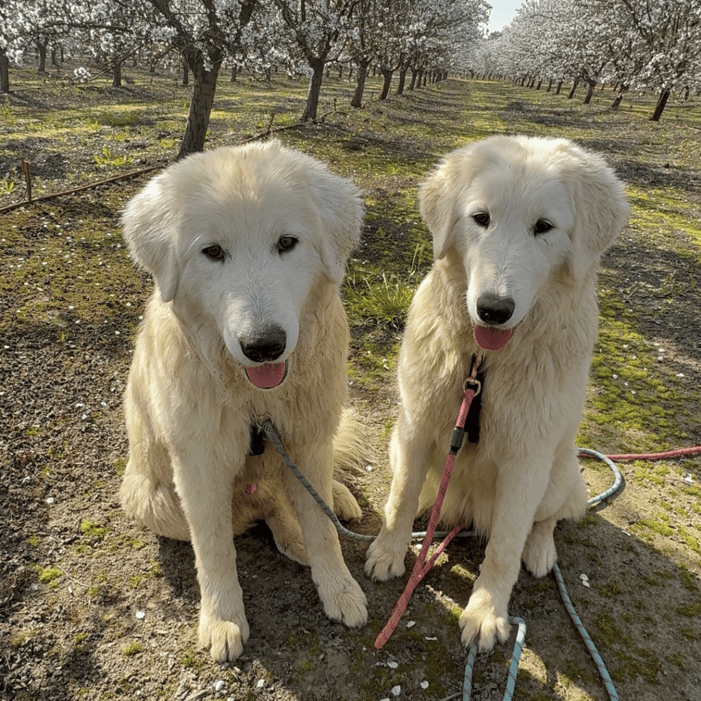 Celebrating Your Maremma Sheepdog's Remarkable First Year - Prancing ...